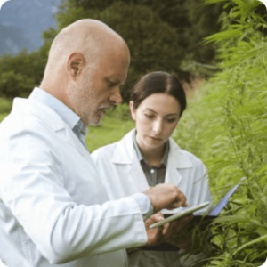 Cannabis and Hemp Testing Services | SC Labs