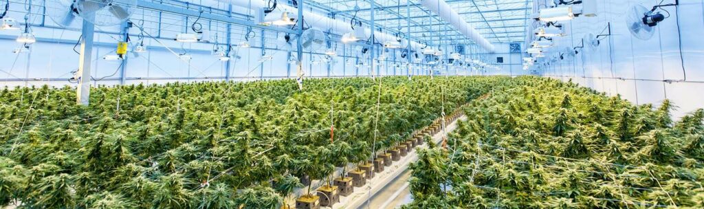 5 Essential Tests Every Hemp Grower Needs | SC Labs