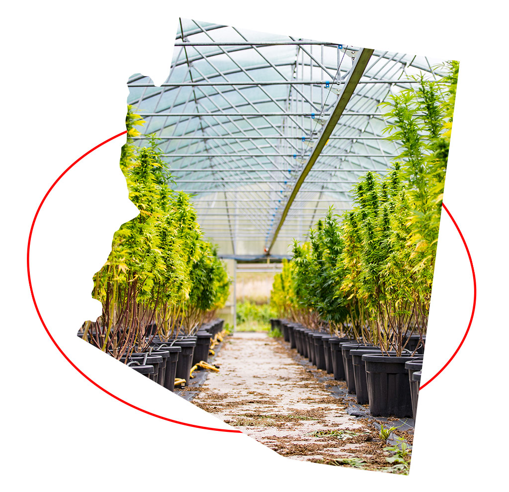 Arizona Cannabis Compliance Testing | SC Labs