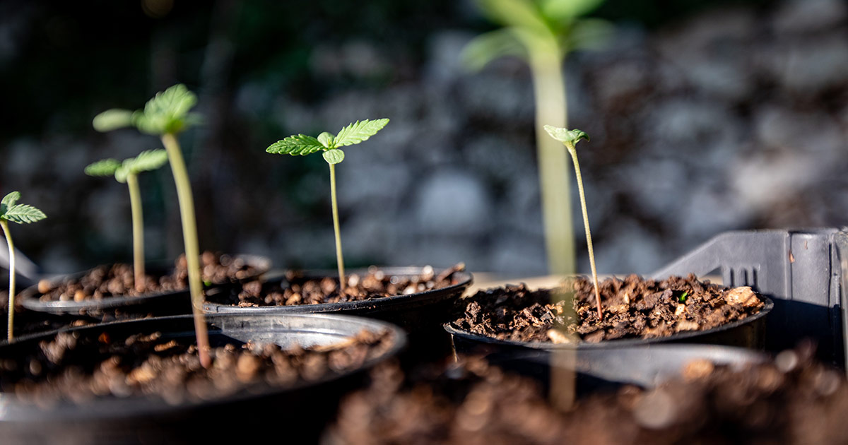 HLVd and Virus Testing | SC Labs